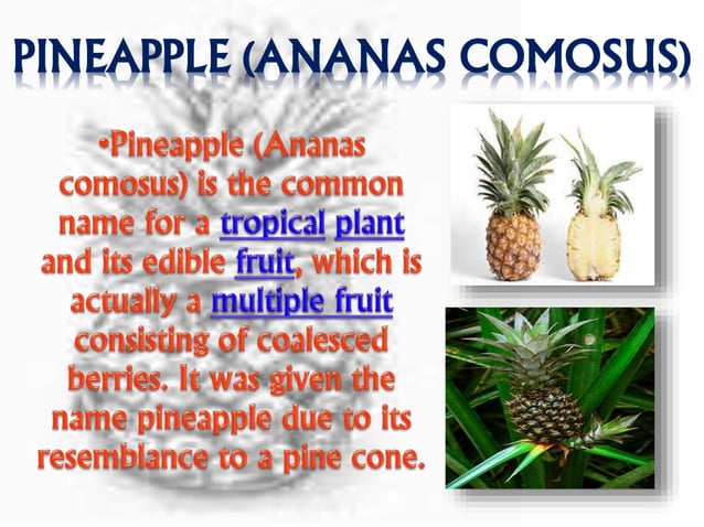 Pineapple (ananas comosus) | PPTX