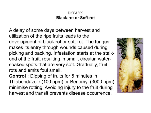 PINEAPPLE CULTIVATION for horticulture.ppt