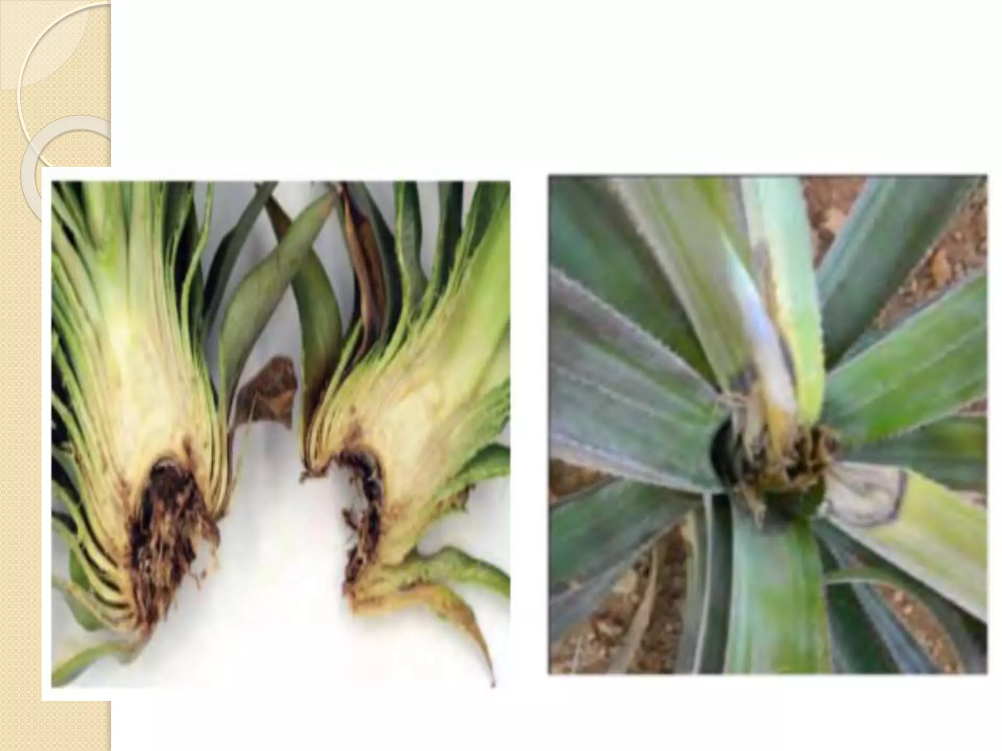 Diseases of Pineapple | PPTX
