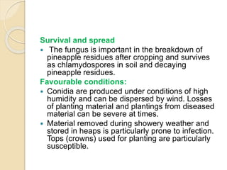 Diseases of Pineapple | PPTX
