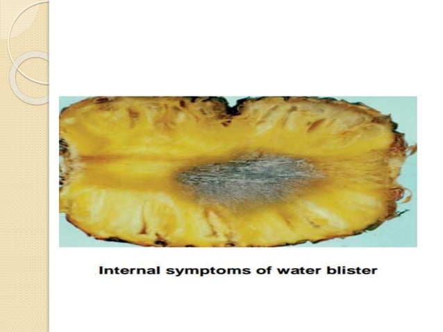 Diseases of Pineapple | PPTX | Gardening | Home & Garden