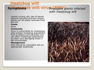 Pineapple diseases A Lecture on ToT By Allah Dad Khan | PPT