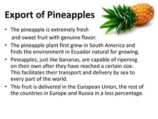 Pineapple exports from Ecuador to Russia | PPTX