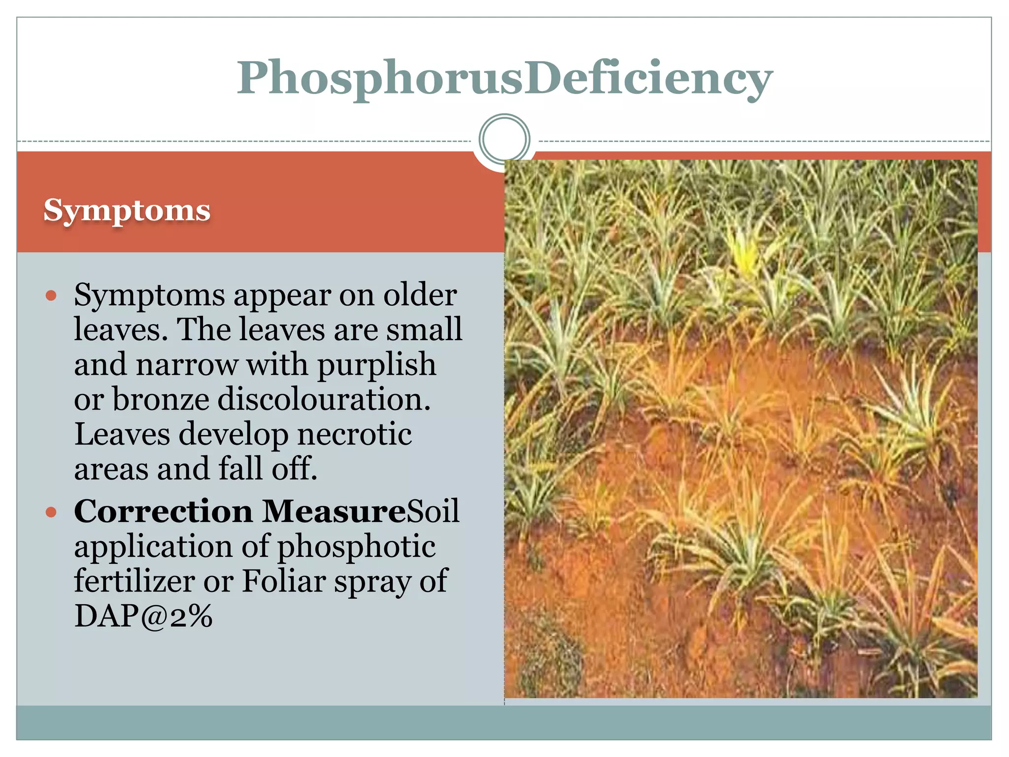 Pine apple physiological disorders A Lecture By Allah Dad Khan To FFS ...