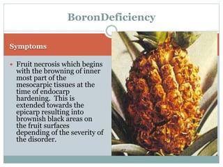 Pine apple physiological disorders A Lecture By Allah Dad Khan To FFS ...