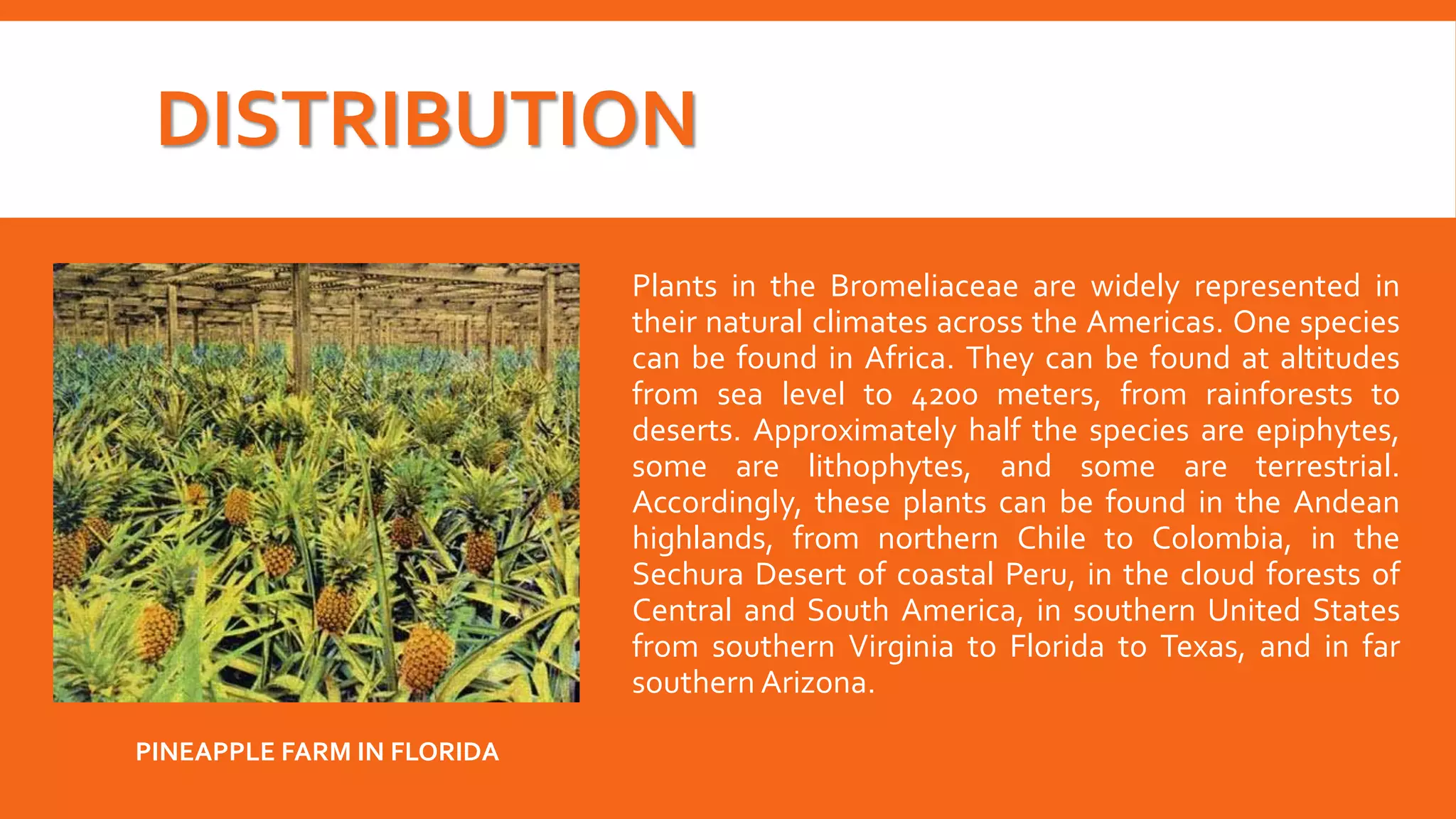 Pineapples project (english ppt) | PPTX