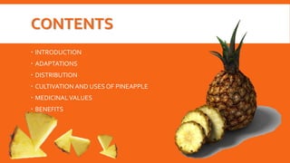Pineapples project (english ppt) | PPTX