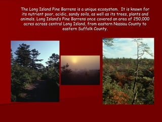 Pine Barrens Presentation | PPT