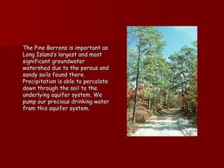 Pine Barrens Presentation | PPT