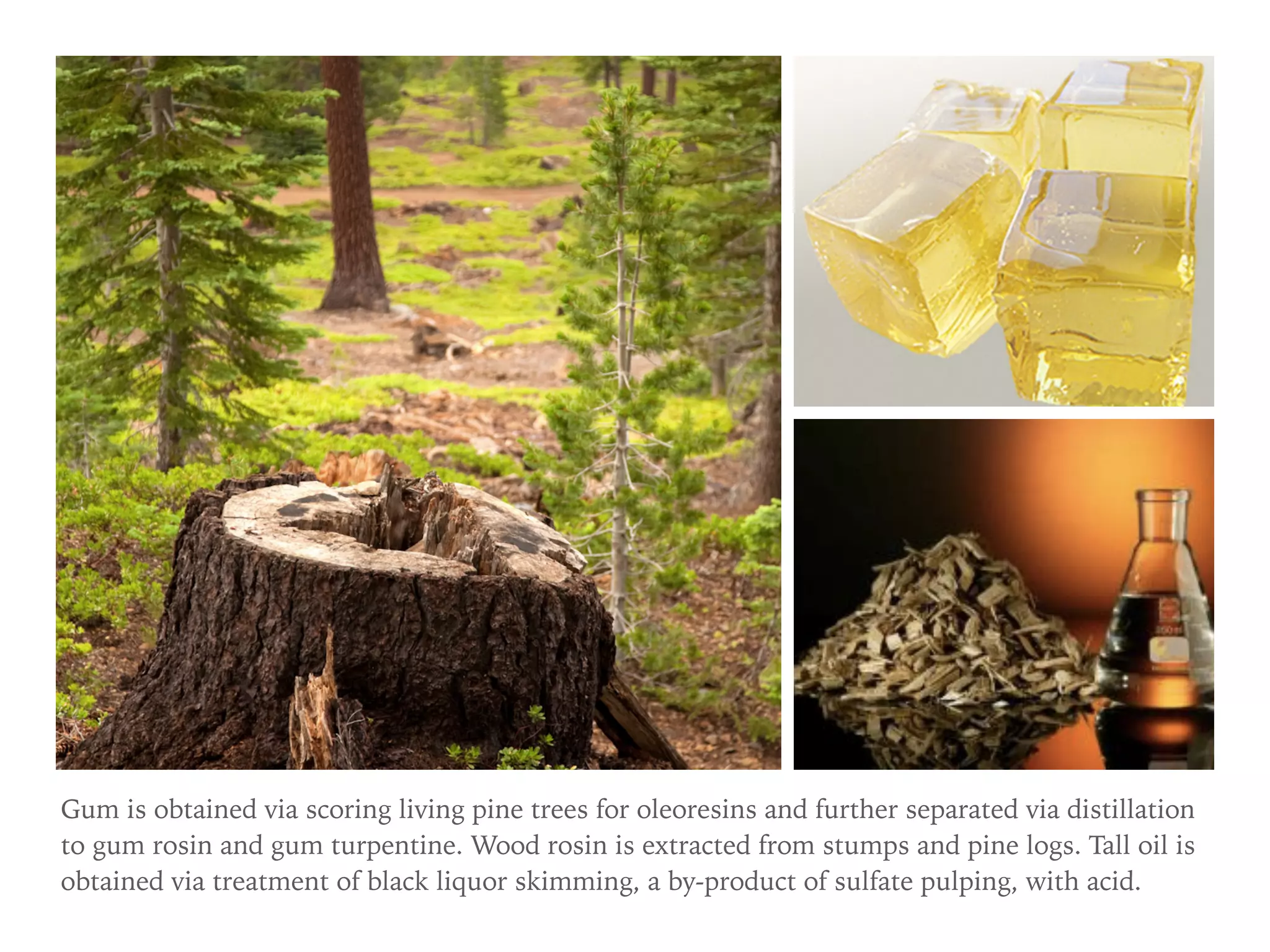 Pine chemical industry presentation | PDF
