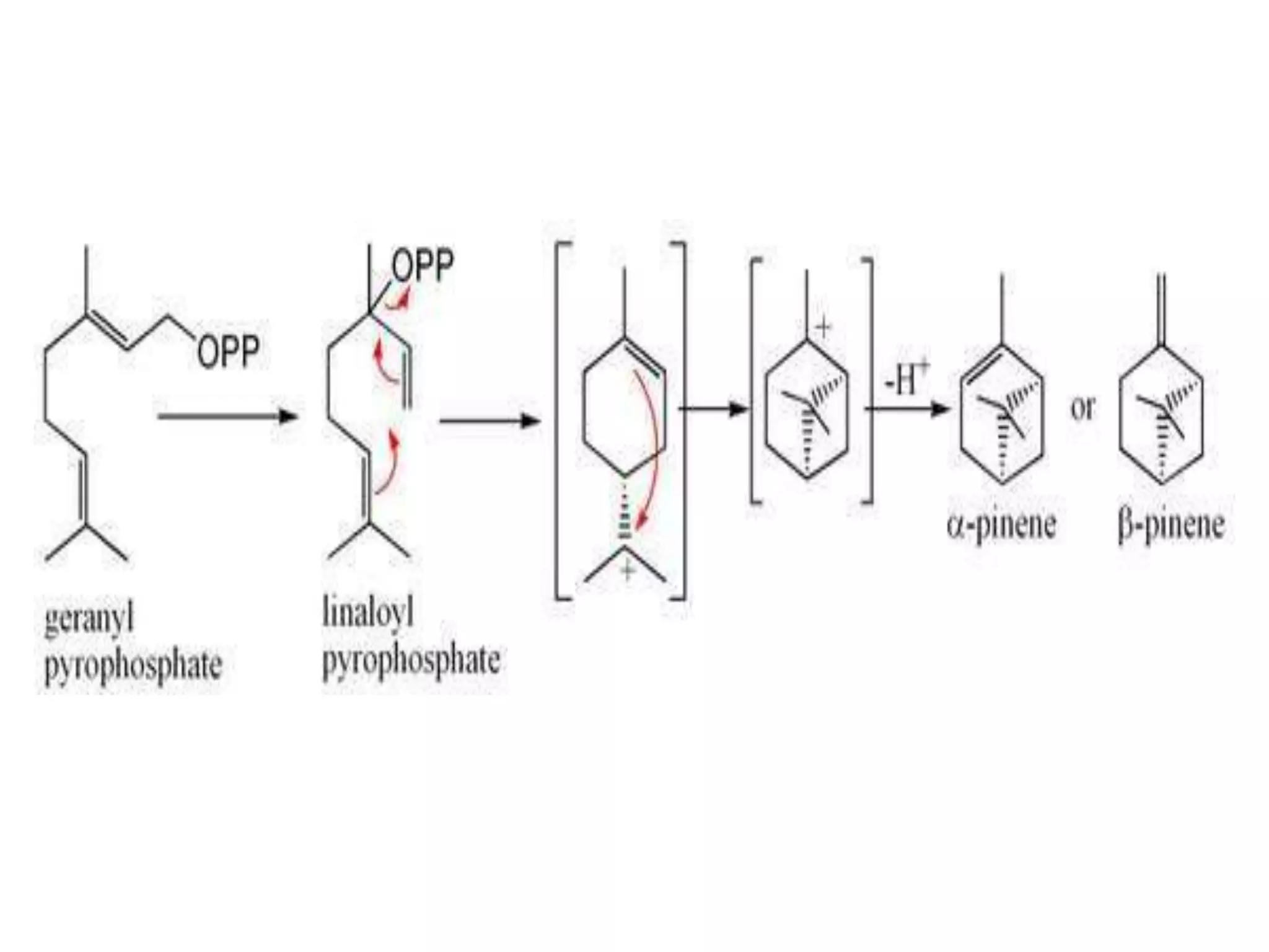 Pinene structure elucidation | PPTX