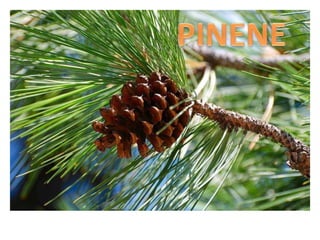 Pinene structure elucidation | PPTX