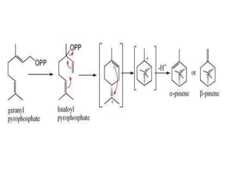Pinene structure elucidation | PPTX