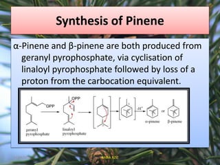 Pinene | PPTX | Herbs and Supplements | Alternative Medicine