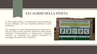 Pineta di santa filomena | PPTX | Landscaping | Home & Garden