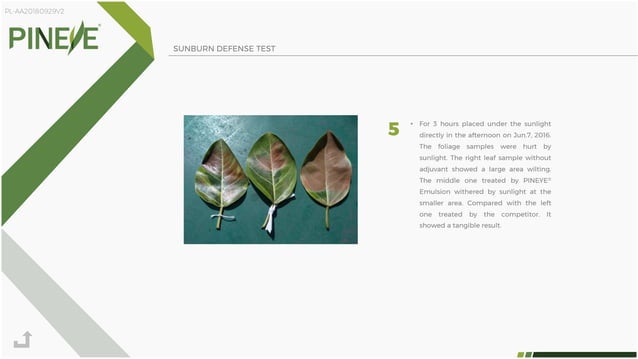 PINEYE® Label Education - Plant Ajuvant - A spreader Sticker Guideline | PPT