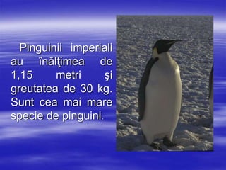 Pinguinii | PPSX