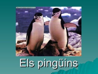 Pinguins | PPT