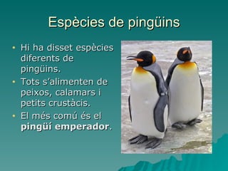 Pinguins | PPT
