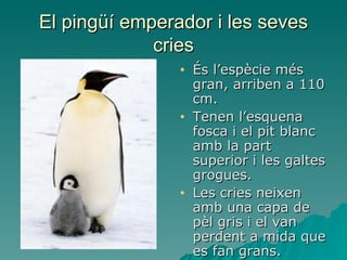 Pinguins | PPT