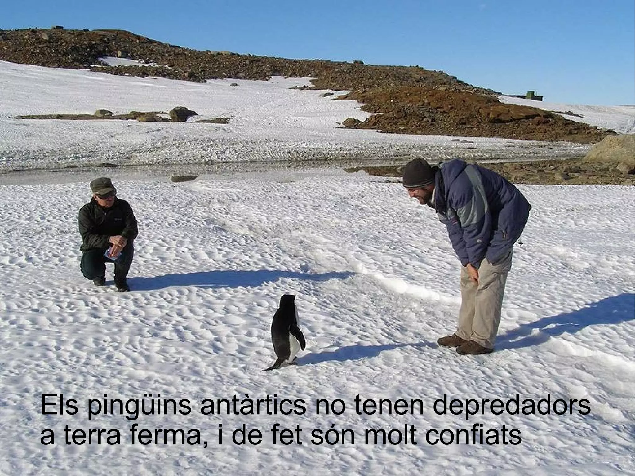 Pinguins | PPT