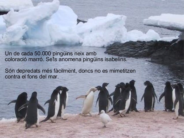 Pinguins | PPT