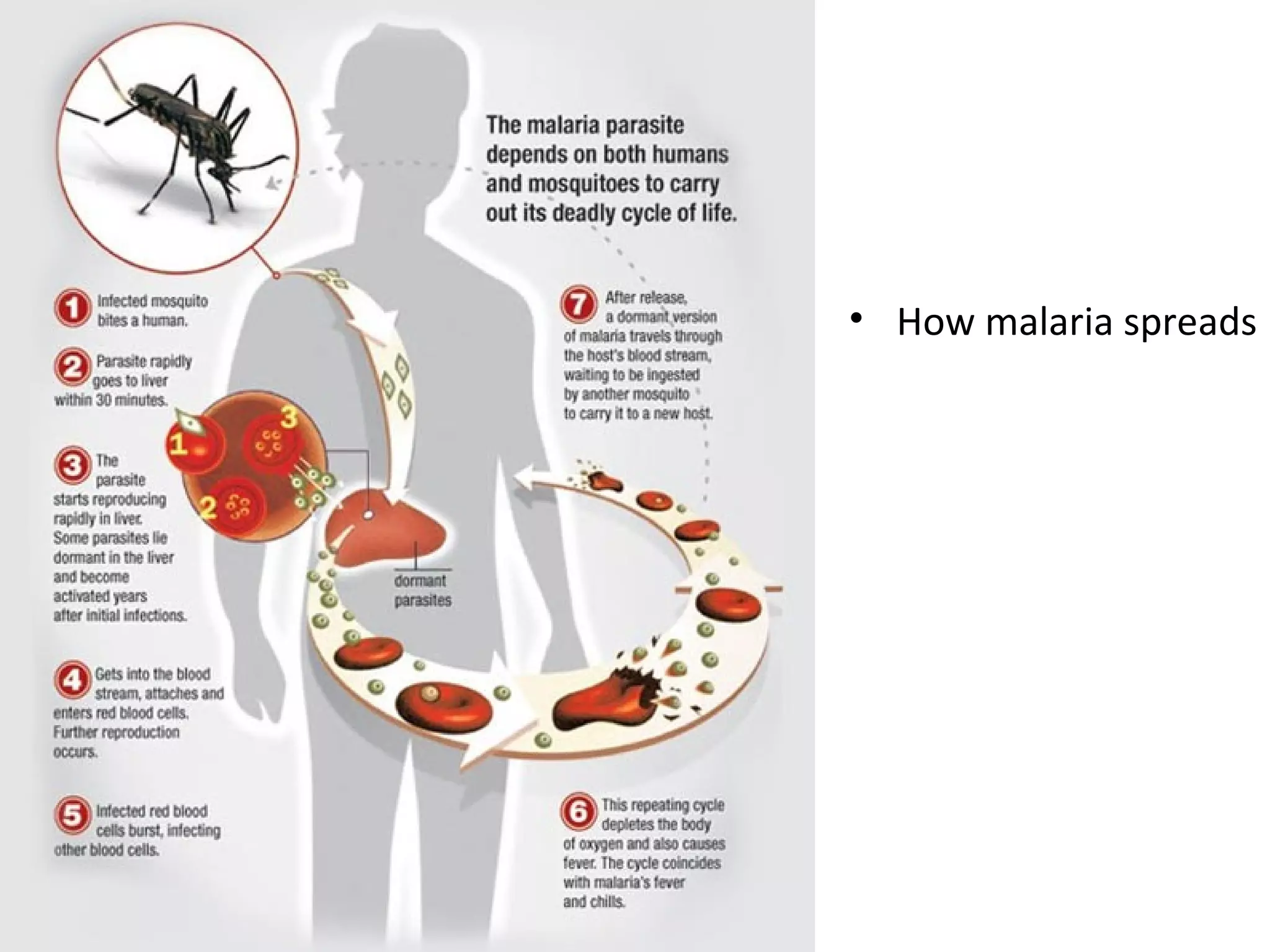 Ping yi malaria what is malaria | PPT