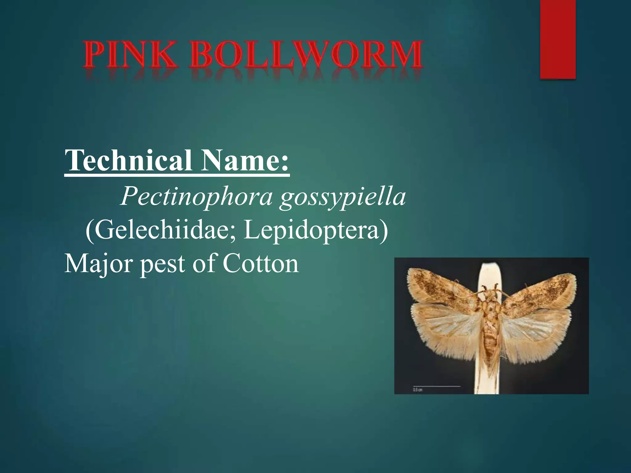 Pink boll worm | PPTX