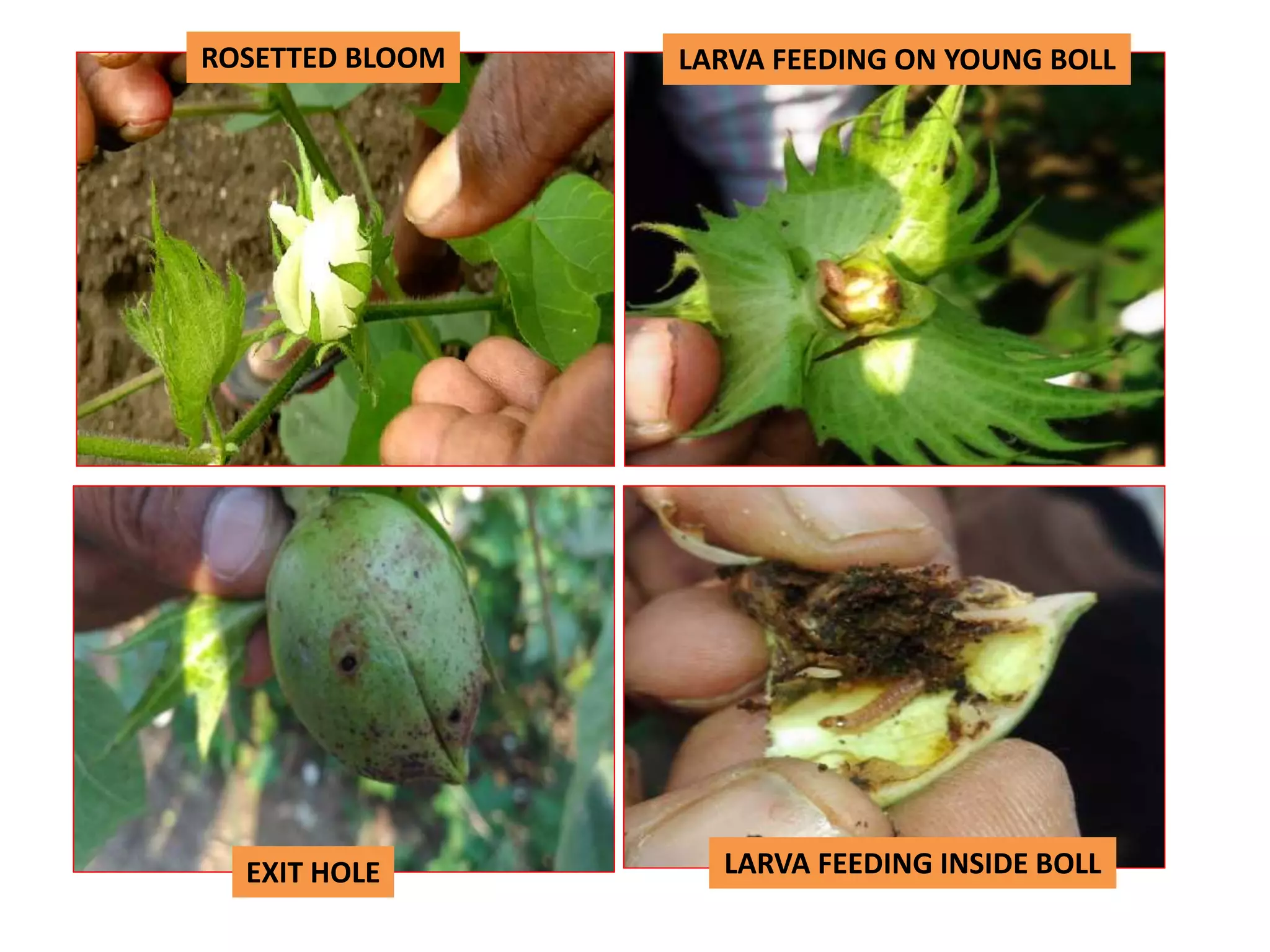 Pink Bollworm Management ppt | PPTX
