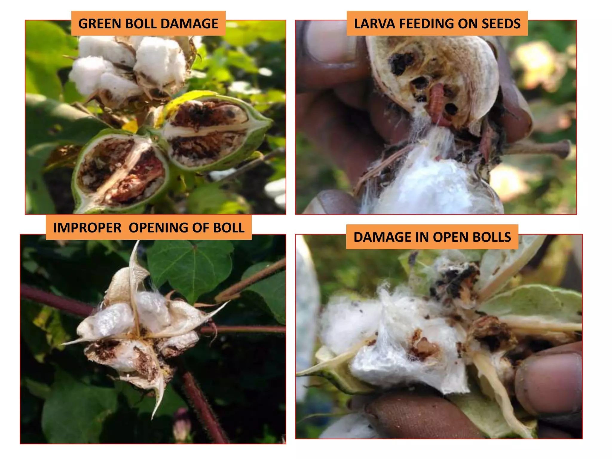 Pink Bollworm Management ppt | PPTX