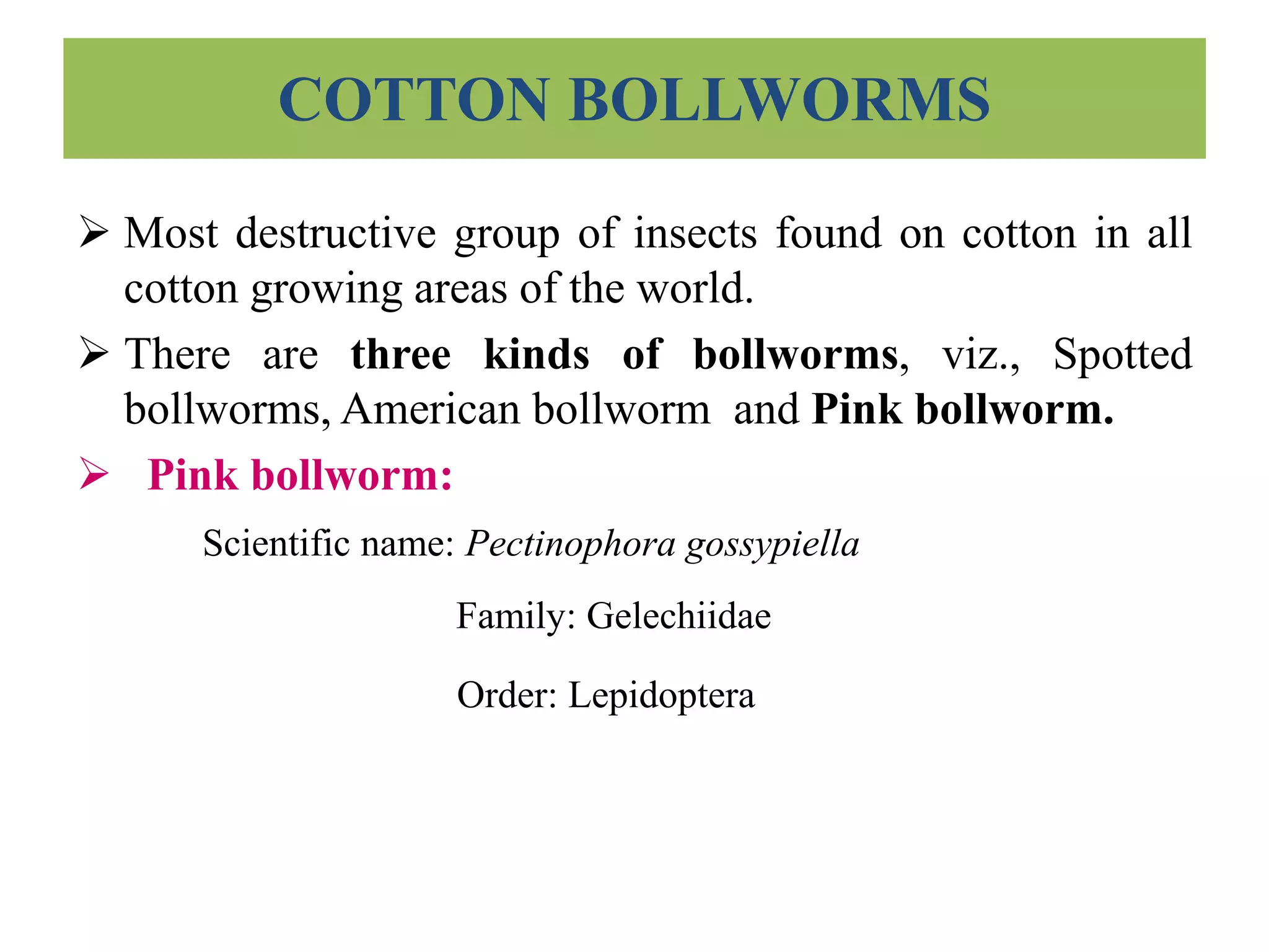 Pink Bollworm Management ppt | PPTX