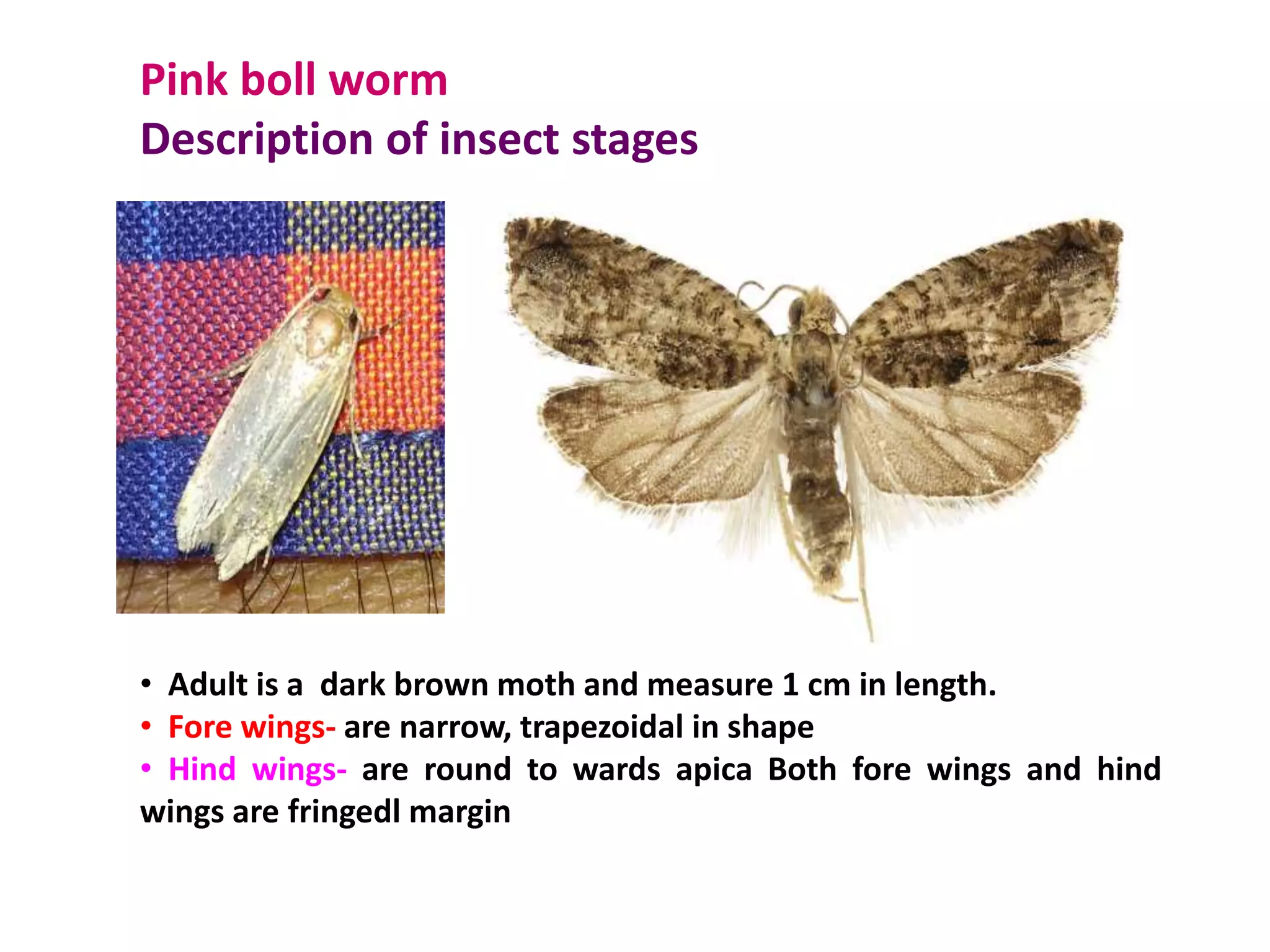 Pink Bollworm Management ppt | PPTX