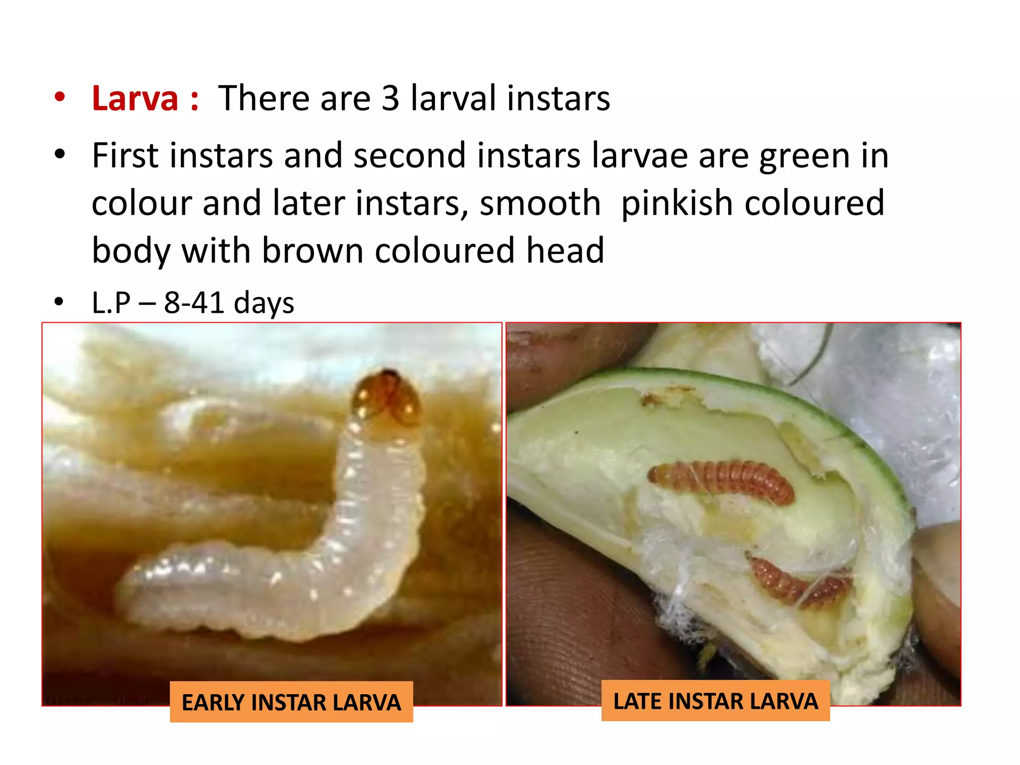 Pink Bollworm Management ppt | PPTX