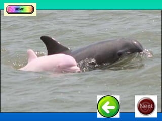 Newborn Pink Baby Dolphin