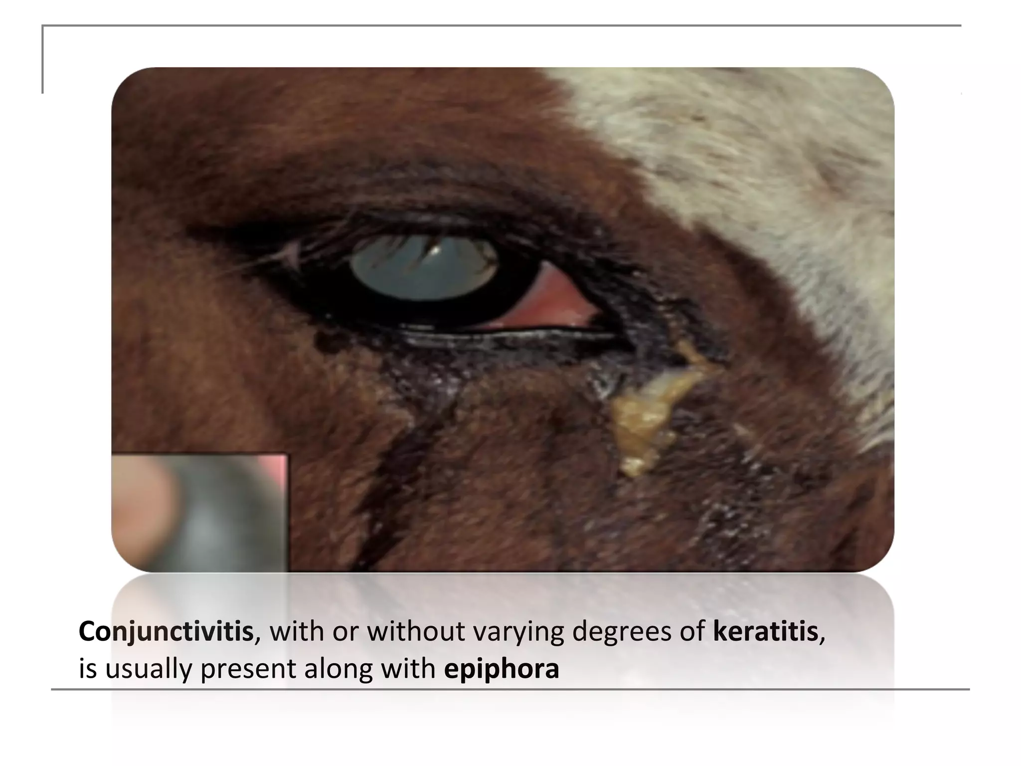 Pink Eye Or Infectious Bovine Keratoconjunctivitis Ppt