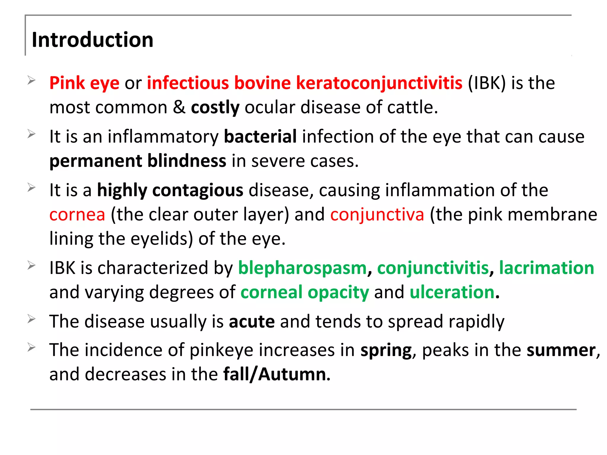 Pink eye or Infectious bovine keratoconjunctivitis | PPT