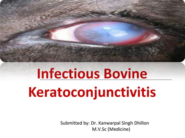 Pink eye or Infectious bovine keratoconjunctivitis | PPT | Eye and ...