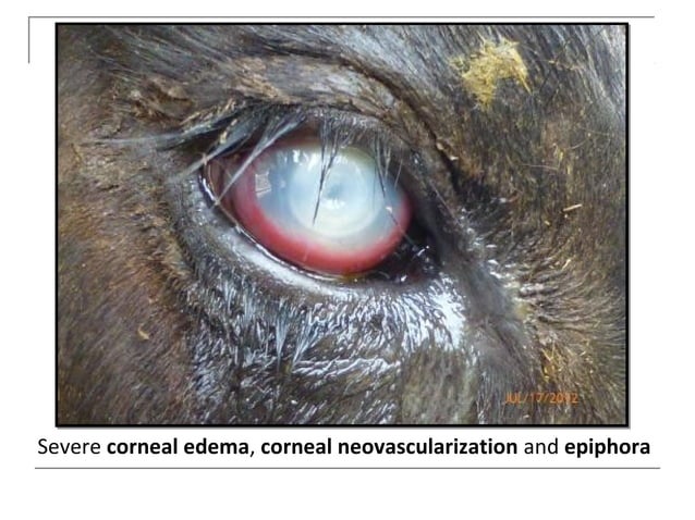 Pink eye or Infectious bovine keratoconjunctivitis | PPT | Eye and ...