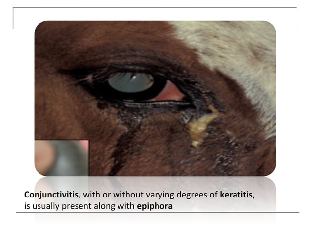 Pink Eye Or Infectious Bovine Keratoconjunctivitis