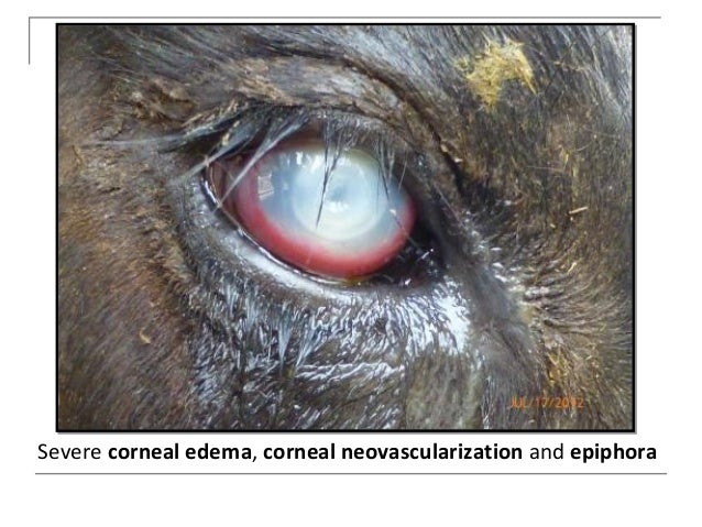 Pink Eye Or Infectious Bovine Keratoconjunctivitis