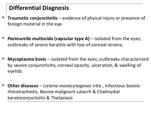 Pink Eye Or Infectious Bovine Keratoconjunctivitis