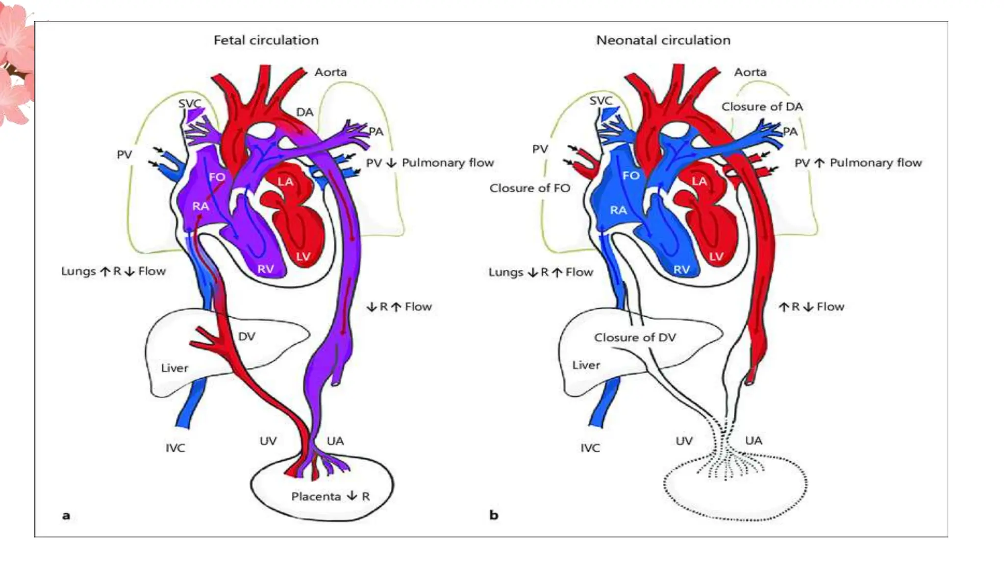 Adaptation in newborn from intrauterine to extrauterine | PPTX