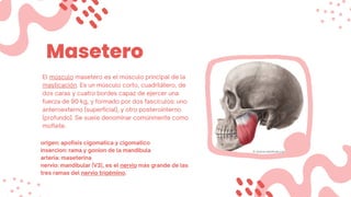 Musculos de la masticación y del cuello (lateral, posterior) | PDF