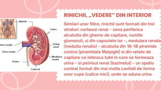 Pink Illustrative The Human Body Presentation _20240418_114634_0000.pdf