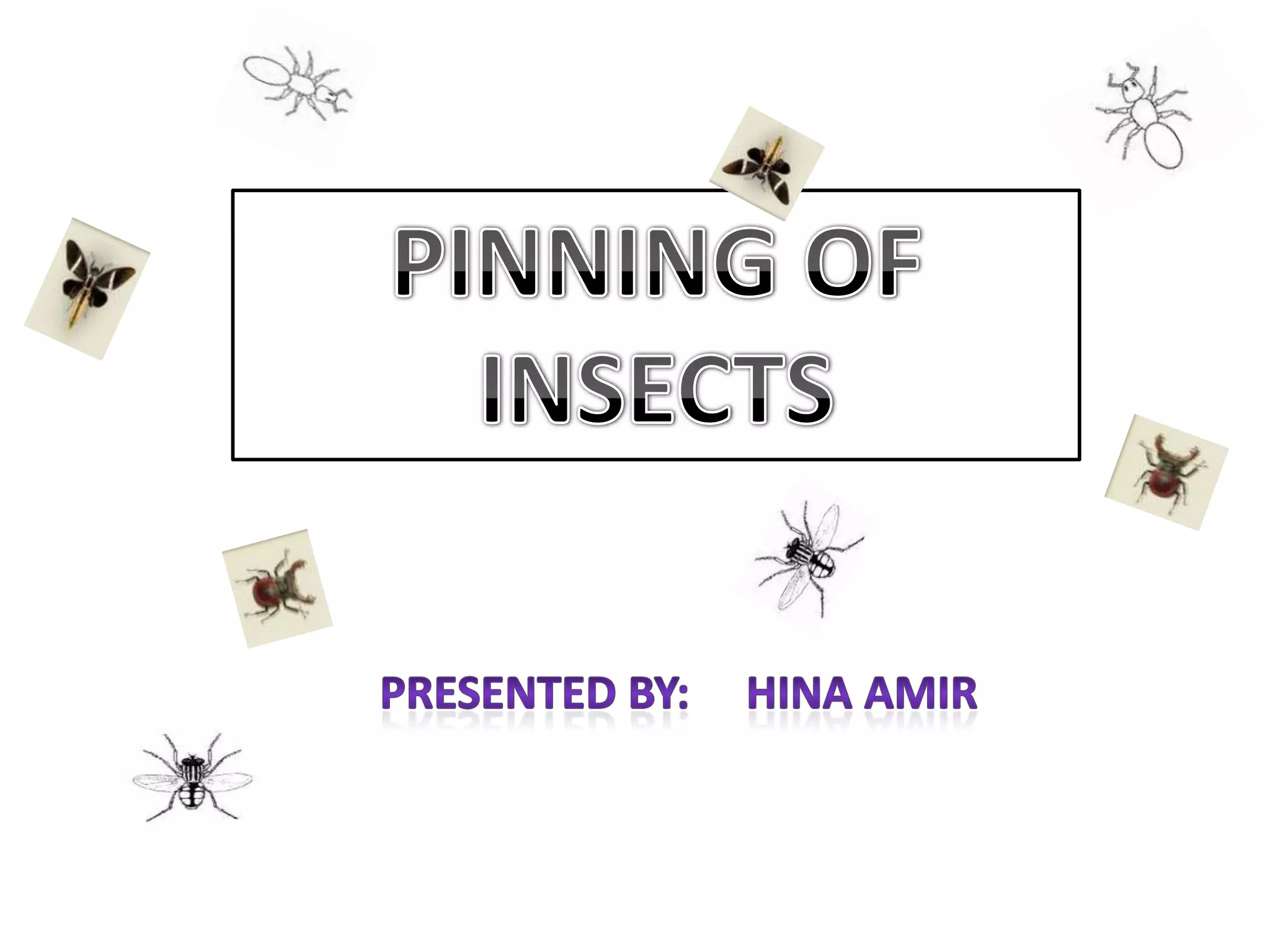 Pinning insect | PPTX