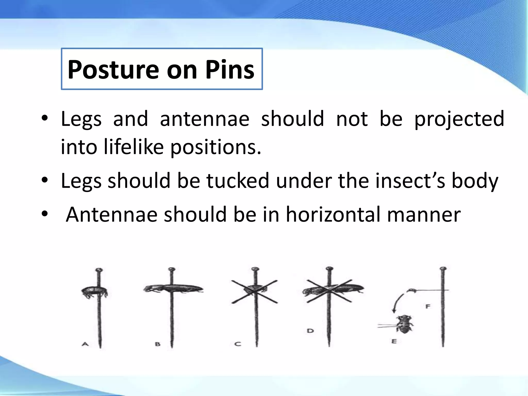 Pinning insect | PPTX
