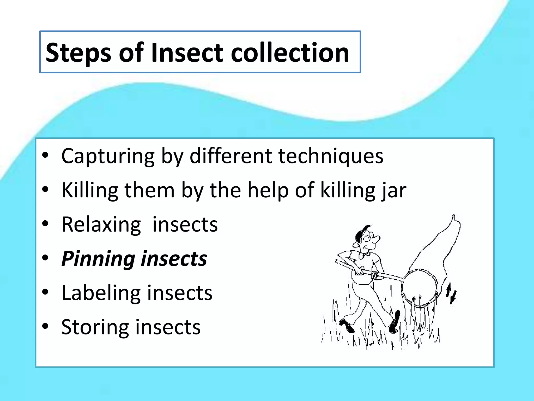Pinning insect | PPTX