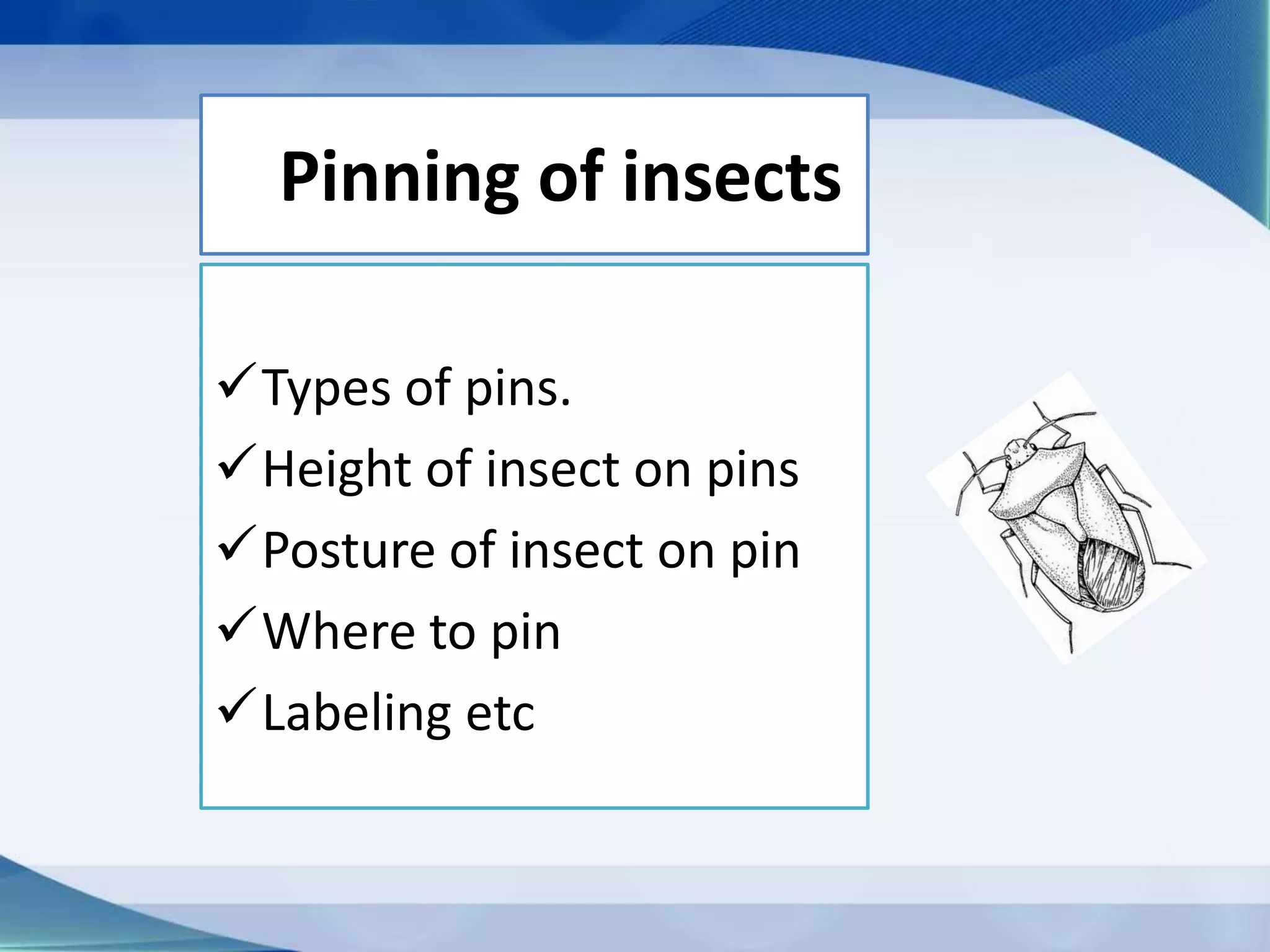 Pinning insect | PPTX