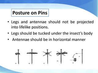 Pinning insect | PPTX