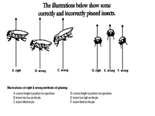 Pinning insect | PPTX